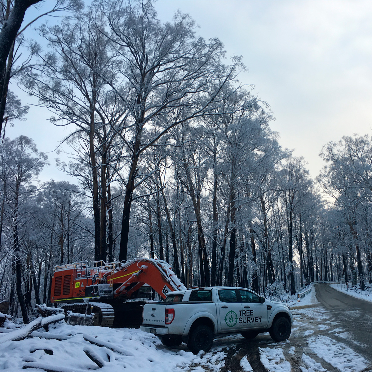 Tree Survey Reports NSW - Level 5 Arborists | Tree Survey