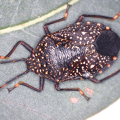 Australian Insects Directory : Tree Survey